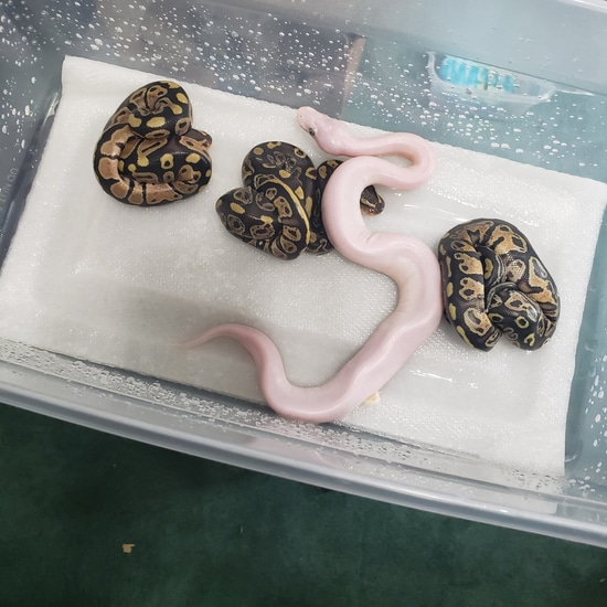 Blue Ball Python by Black Frost Exotics