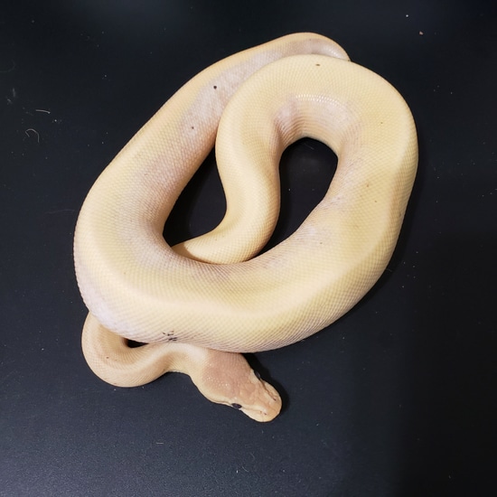Sabre Ball Python by Black Frost Exotics