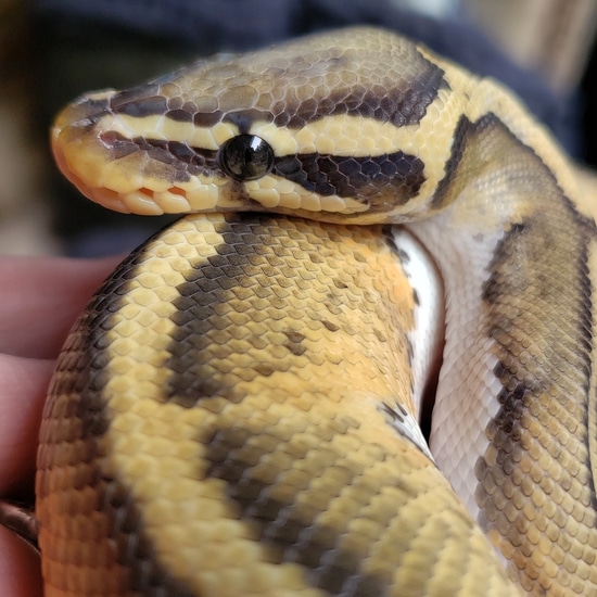 Omir Ball Python by Black Frost Exotics