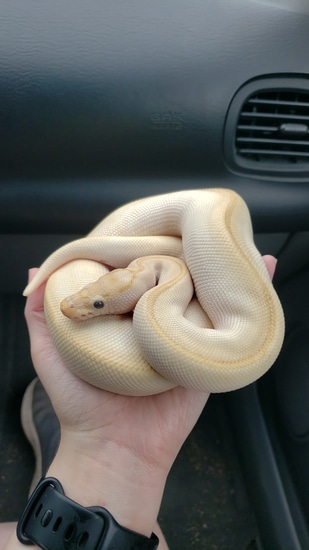 Maraya Ball Python by Black Frost Exotics