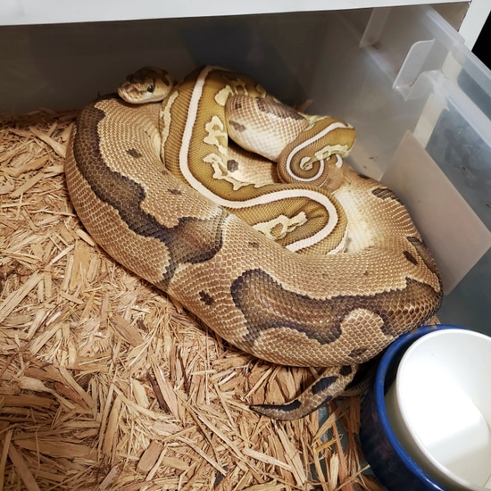 Dhara Ball Python by Black Frost Exotics