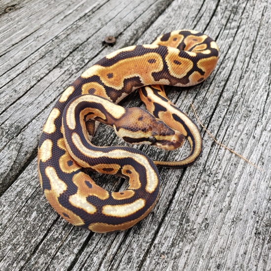 Althaani Ball Python by Black Frost Exotics