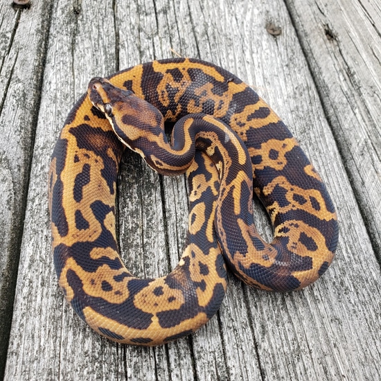 Mithrax Ball Python by Black Frost Exotics