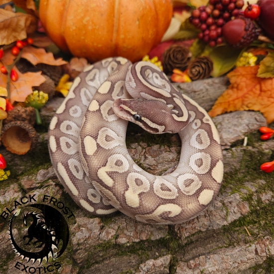 Mystic Crystal Ball Python by Black Frost Exotics