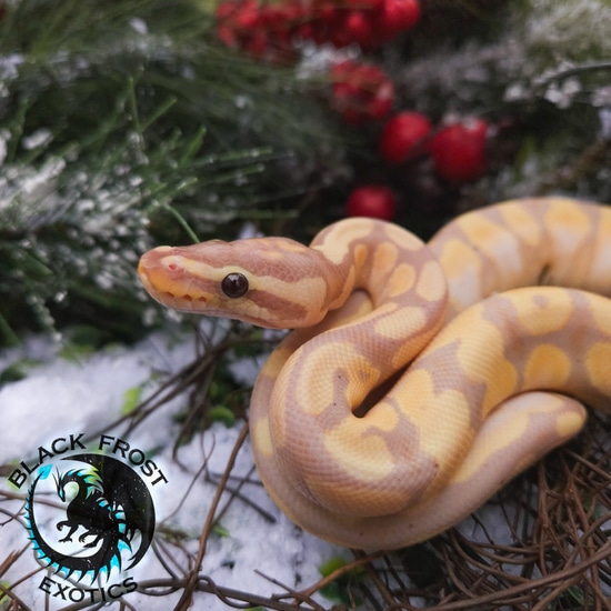 Banana Calico Female-Maker Ball Python by Black Frost Exotics