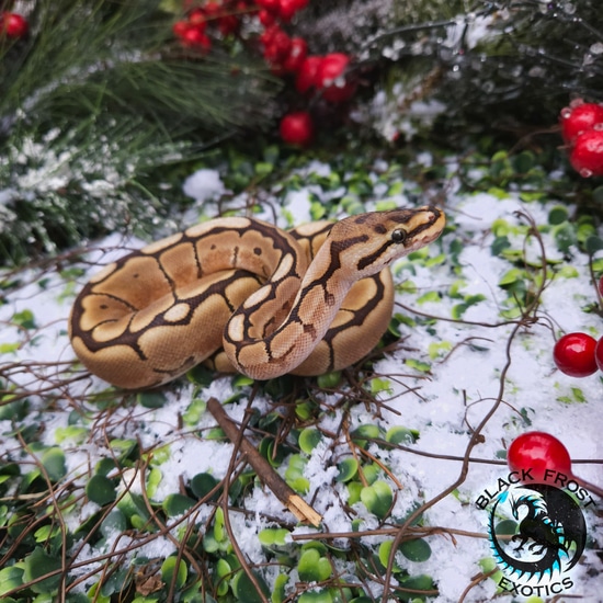 Spider Special Ball Python by Black Frost Exotics