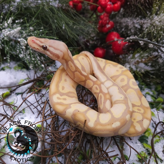 Pastel Banana Het G-Stripe Poss Calico Ball Python by Black Frost Exotics