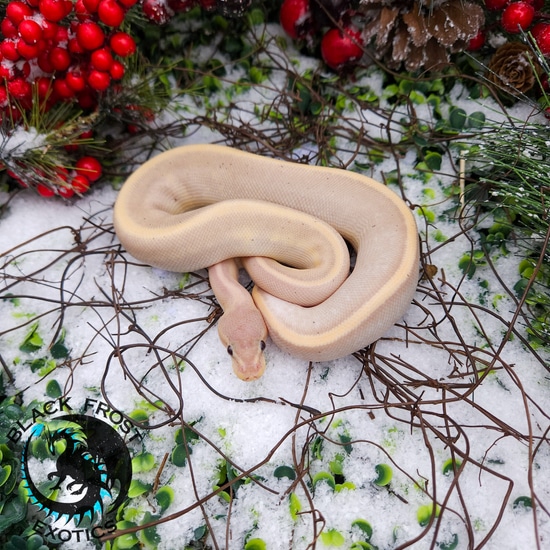 Banana Cinnamon Genetic Stripe Ball Python by Black Frost Exotics