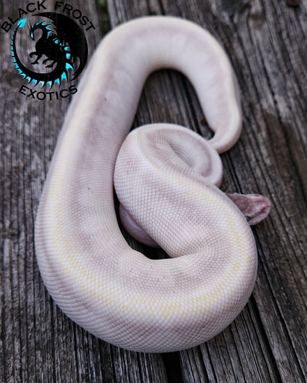 GHI Crystal Ball Python by Black Frost Exotics