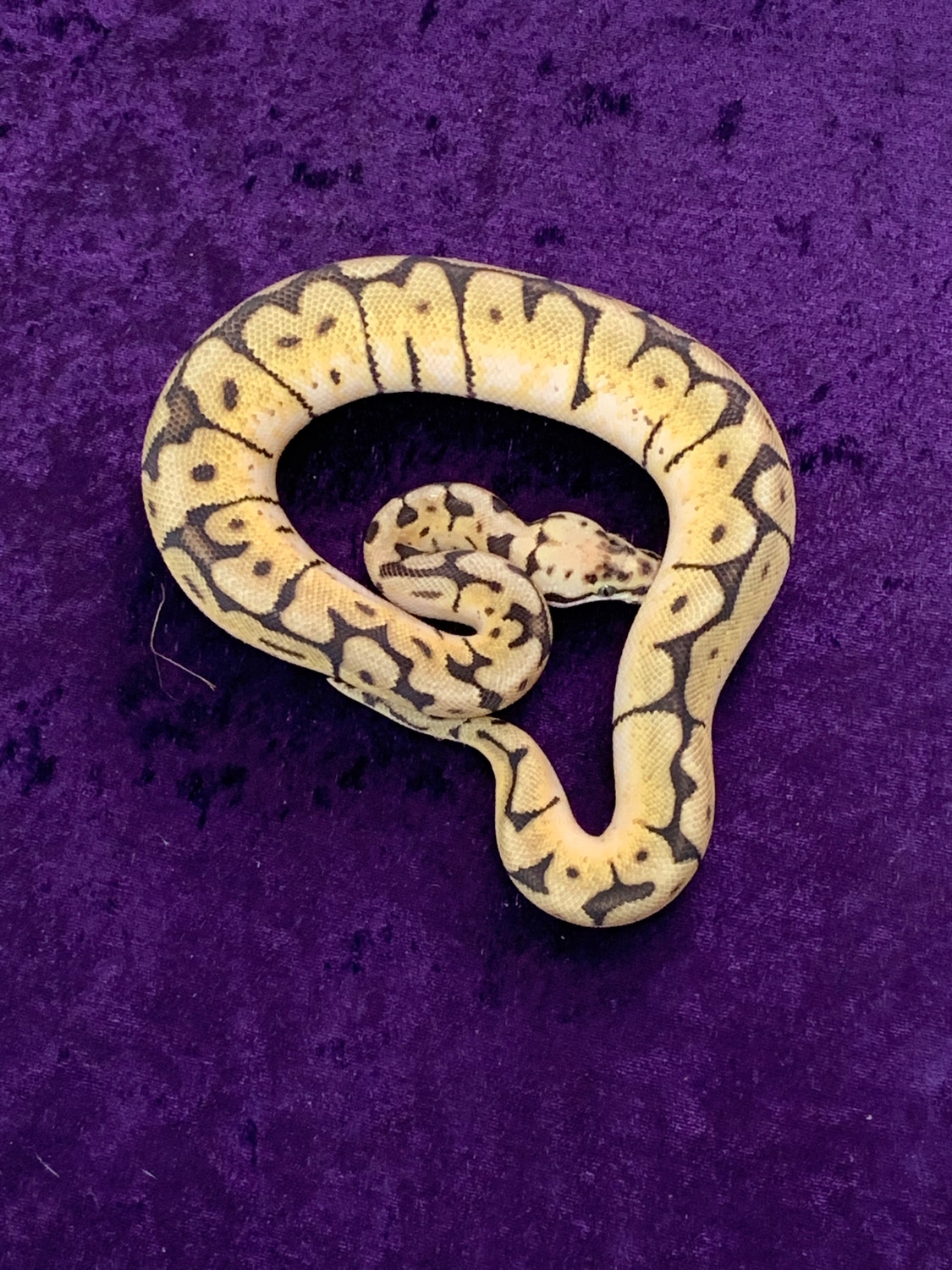 Bumblebee Het SK Axanthic Ball Python by Royal by Design - MorphMarket