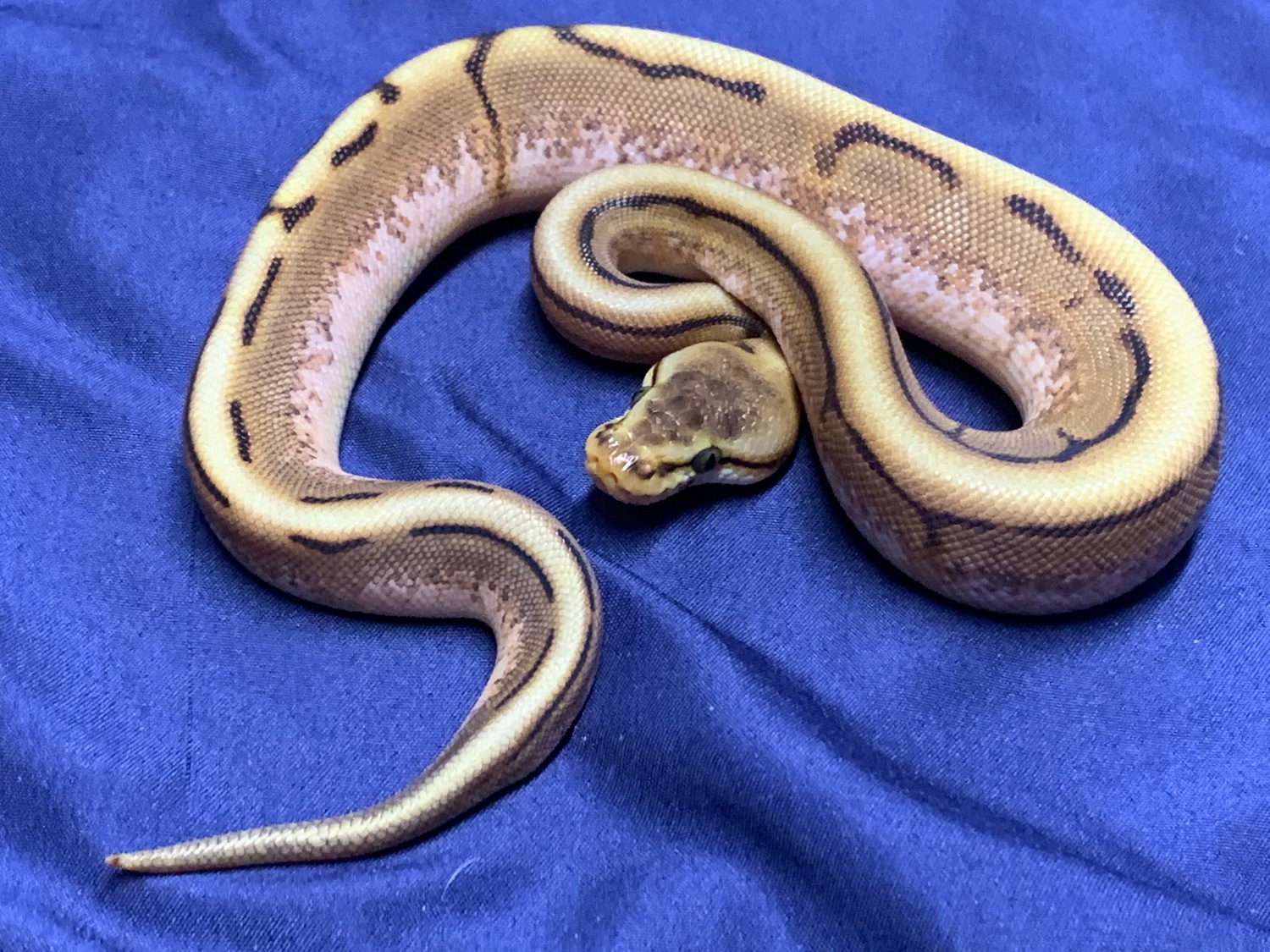 Spider Enchi Genetic Stripe Ball Python by Kaotic Reptiles - MorphMarket