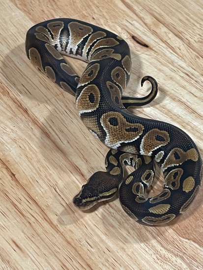 Blackhead Red Gene Ball Python by Kaotic Reptiles