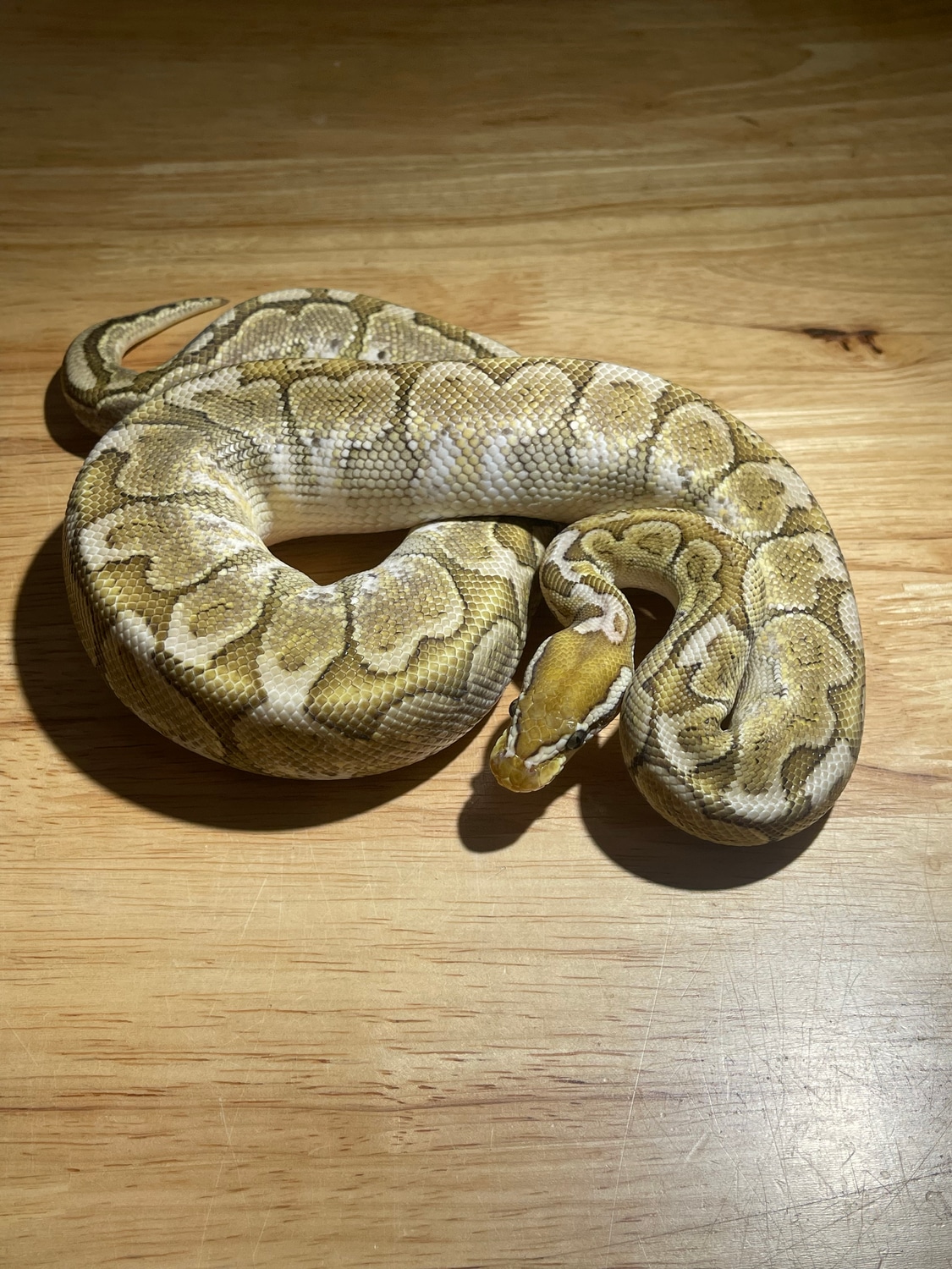 Bamboo Pos Pastel Ball Python by Kaotic Reptiles - MorphMarket