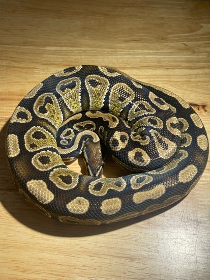Gaia Ball Python by Kaotic Reptiles