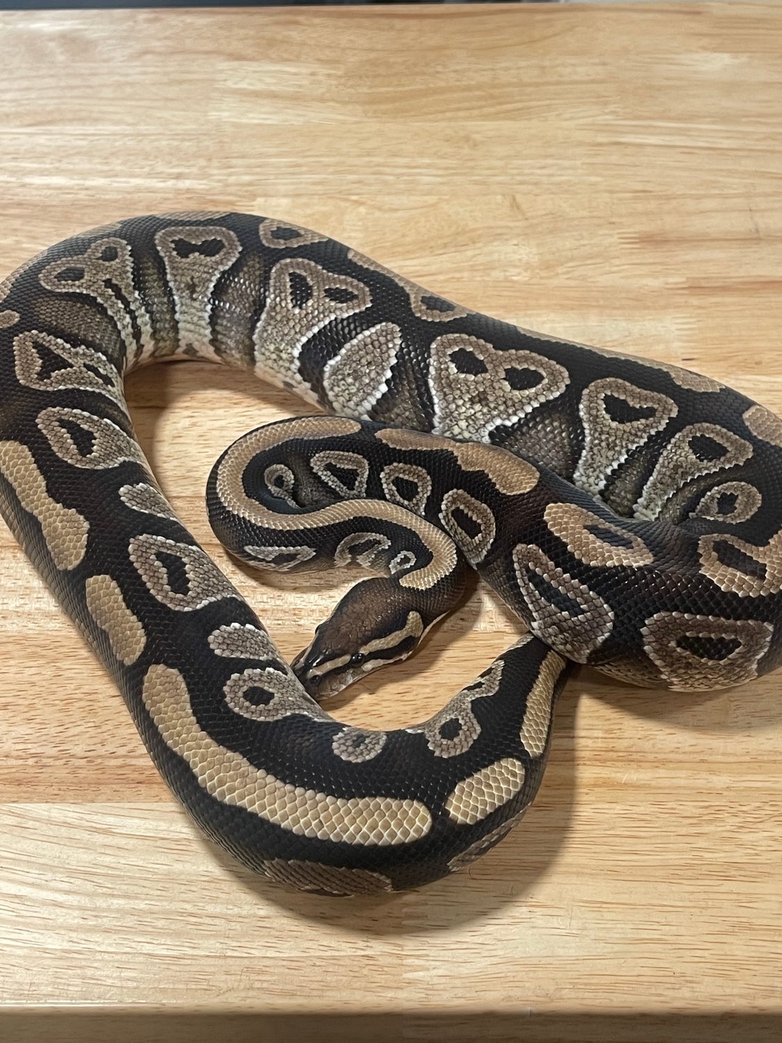 Mystic Ball Python by Kaotic Reptiles - MorphMarket