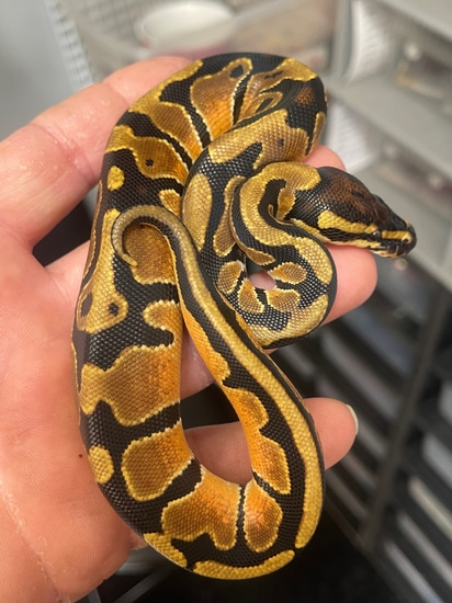 High Intensity Orange Dream Ball Python by Kaotic Reptiles