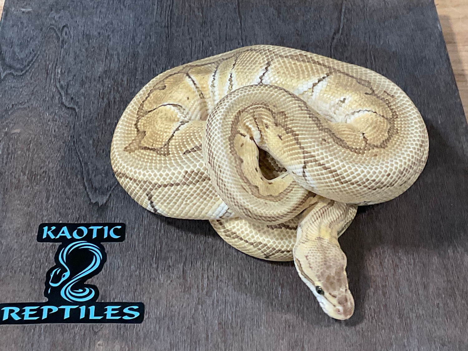 21 Pastel Butter Pin Ball Python by Kaotic Reptiles - MorphMarket