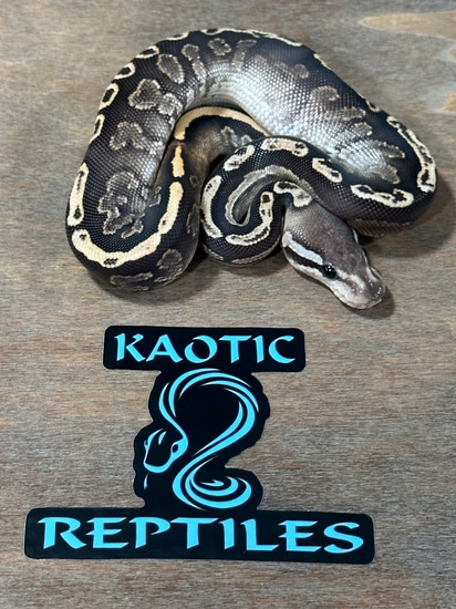 23 Ghi Black Pastel Fire Pos Het Hypo Ball Python by Kaotic Reptiles