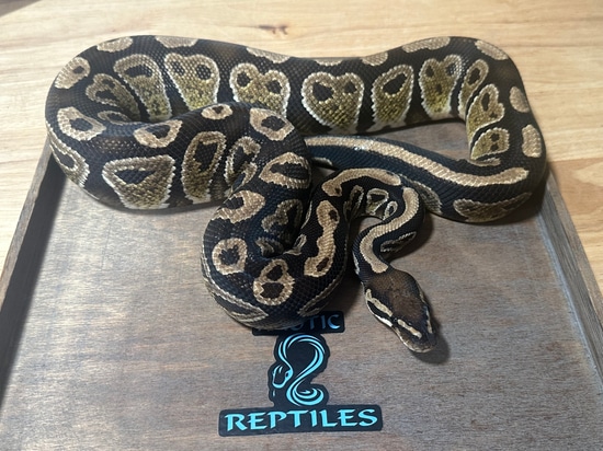 Gaia Ball Python by Kaotic Reptiles