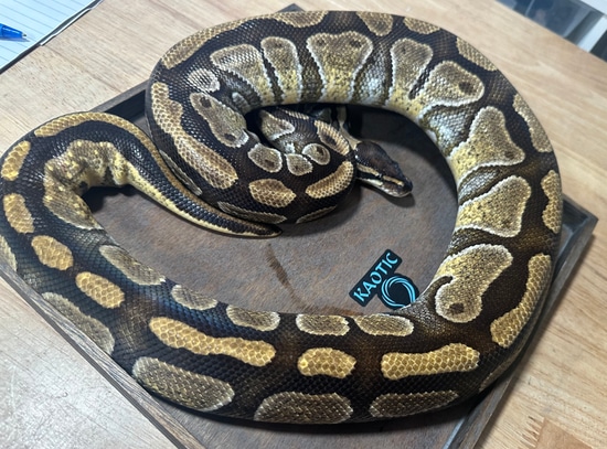Enchi Gaia Ball Python by Kaotic Reptiles