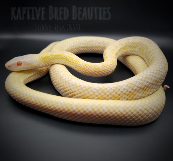 Albino Japanese Rat Snake Other Rat Snake by Kaptive Bred Beauties