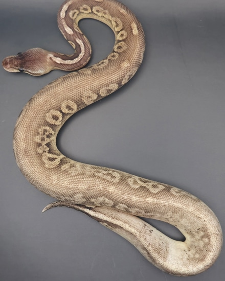 2023 Black Pewter Calico Ball Python by Kaptive Bred Beauties