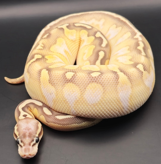 2023 Super Pastel,Lesser,Calico Ball Python by Kaptive Bred Beauties