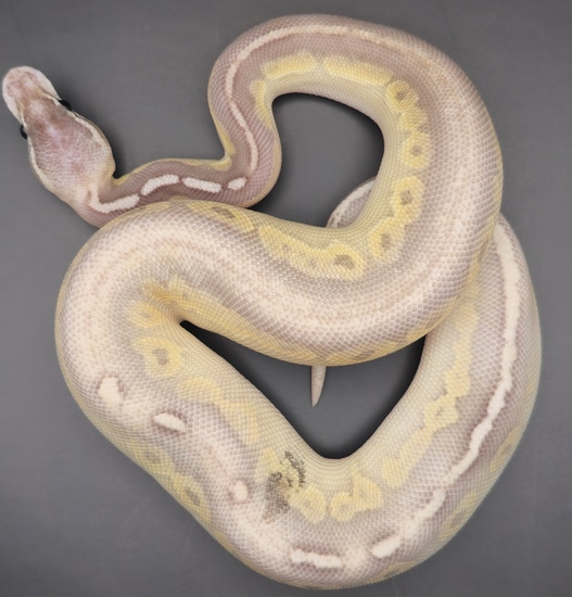 2023 Silver Streak, Calico, Pos. Lesser Ball Python by Kaptive Bred Beauties