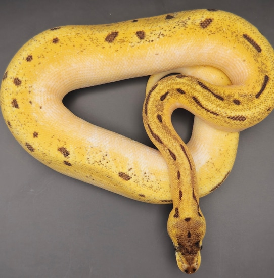 2023 Calico,Enchi,OD,Spinner Ball Python by Kaptive Bred Beauties