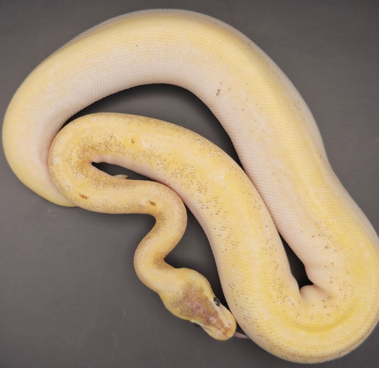 2023 Calico,OD, Spinner, Enchi,? Ball Python by Kaptive Bred Beauties