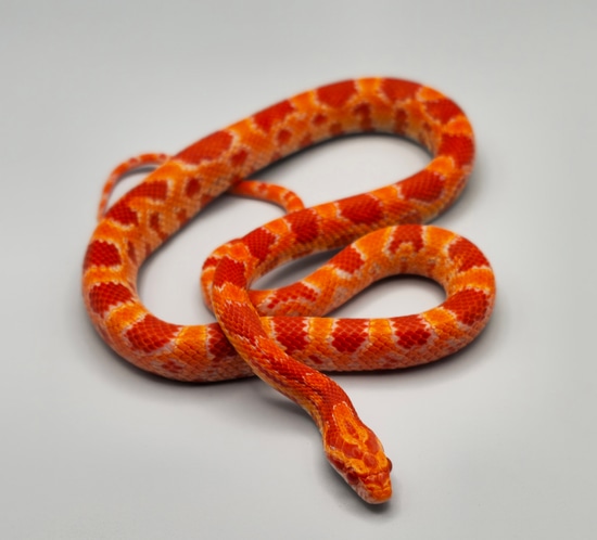 2023 Red Zeppelin (Locality Okeetee Hunt Club Amelanistic) Corn Snake ...