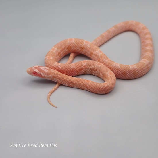 JMG Line Coral Snow Hypo Corn Snake by Kaptive Bred Beauties