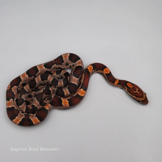 2024 Howie Sherman Line Okeetee Het Sunkissed, 66%het Red Zeppelin Corn ...