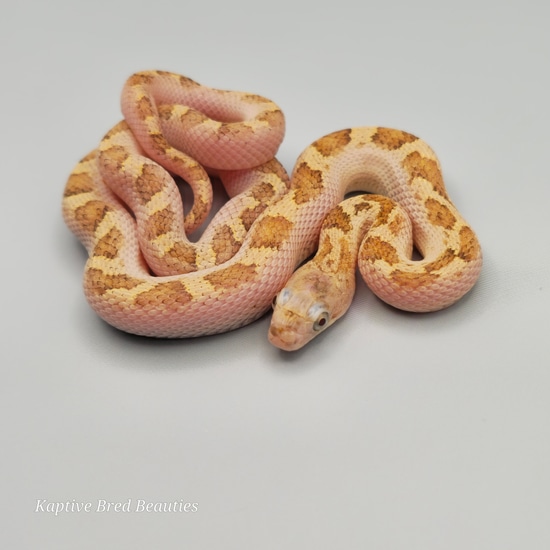 2024 Rusty Whiteside Western Rat Snake by Kaptive Bred Beauties