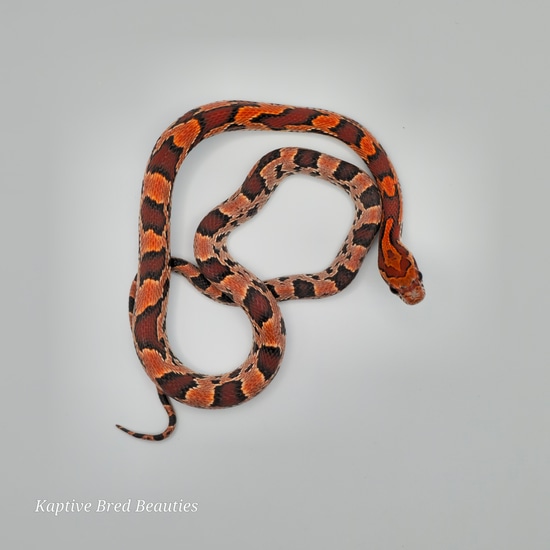 2024 Howie Sherman Line Okeetee Het Sunkissed, 66%het Red Zeppelin Corn ...