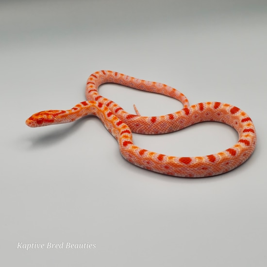 2024 Abbott Reverse Okeetee Corn Snake by Kaptive Bred Beauties