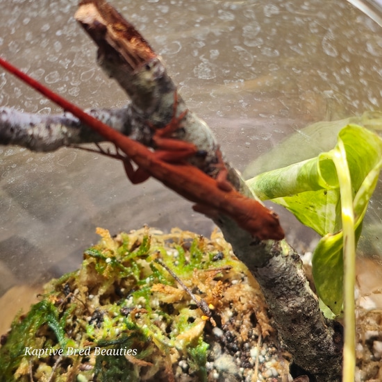 2025 Red Anolis Sagrei CBB Anole by Kaptive Bred Beauties