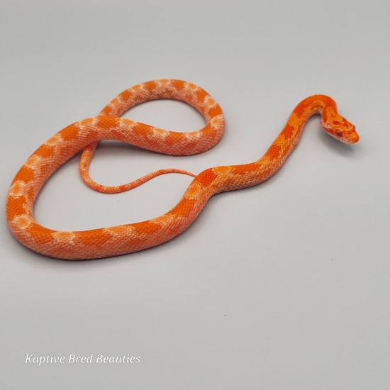 2024 Mandarin Bloodred Corn Snake by Kaptive Bred Beauties