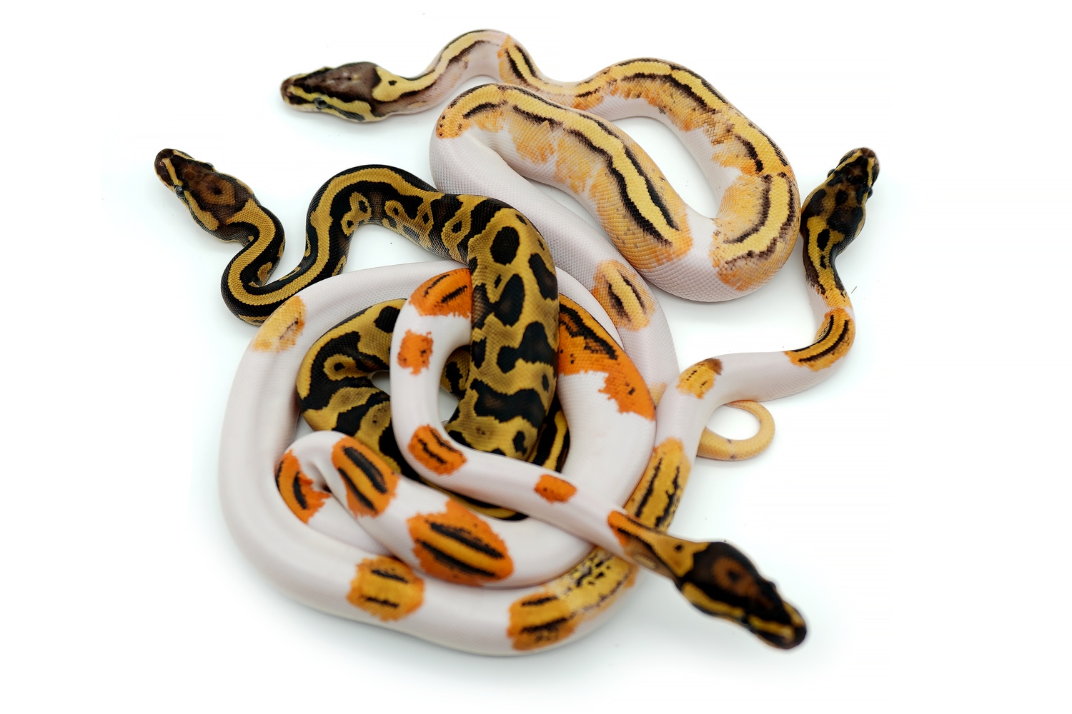 Ball Python Clutch: SR2025 by Corvarian Reptiles - MorphMarket