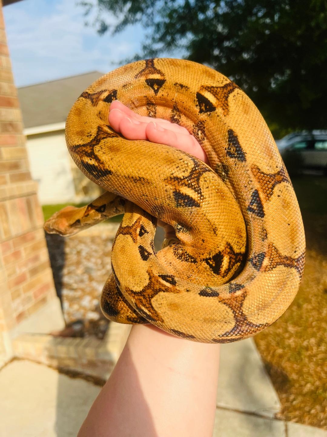 Normal 100% Het Khal Albino Red Tail Boa - RTB Male Boa Constrictor by ...