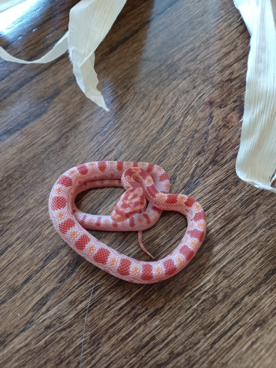 Amelanistic 100% Het Motley Okeetee Corn Snake by Tennessee Cornsnakes ...