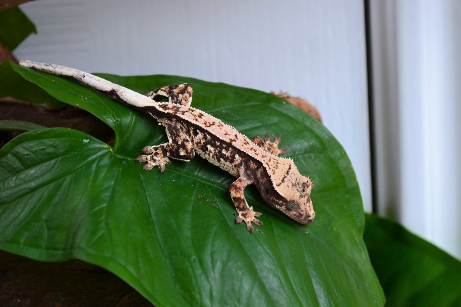 Dark And Cream Crested Gecko by Earthshine Exotics - MorphMarket