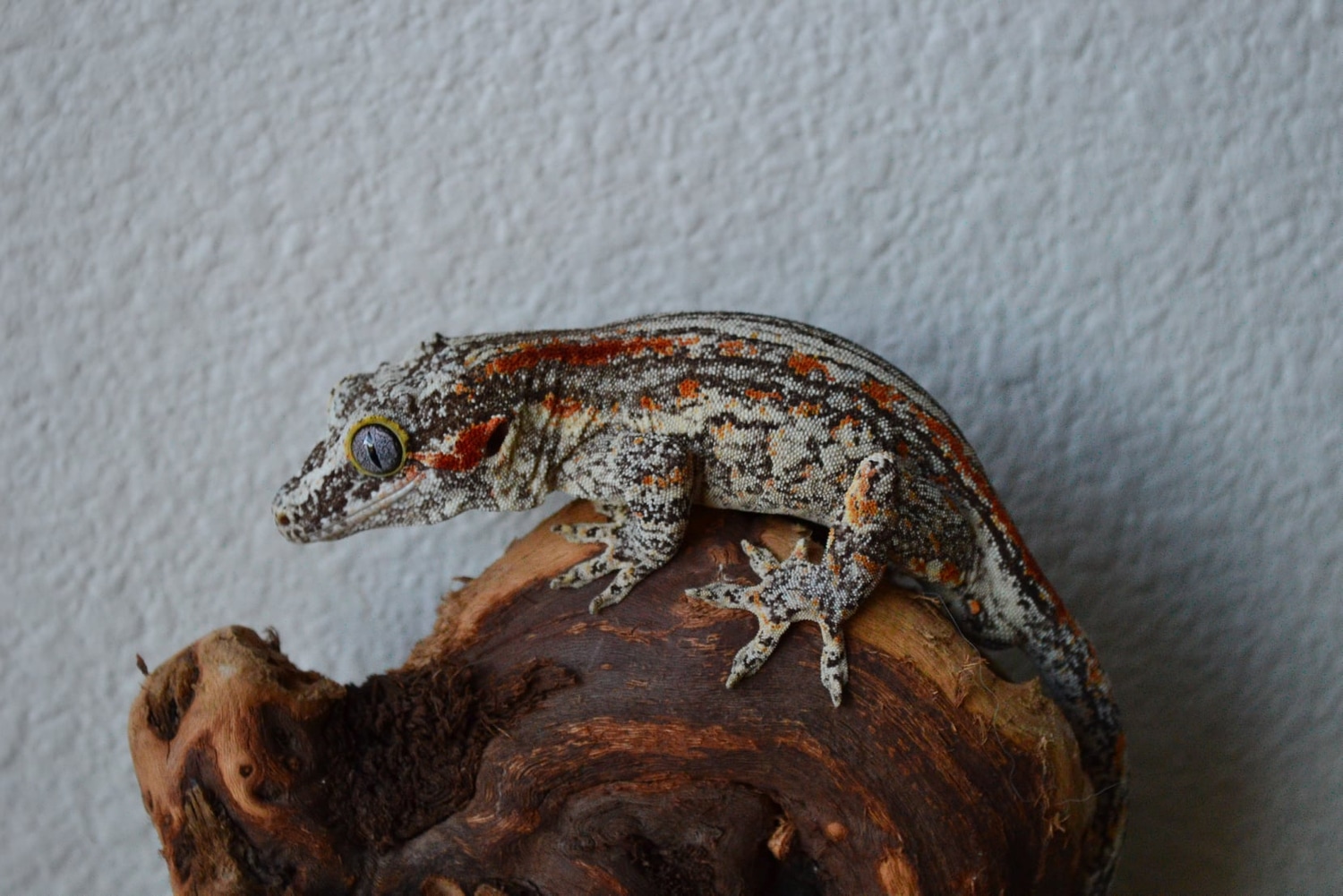 Reticulated Red Stripe Gargoyle Gecko by Earthshine Exotics - MorphMarket