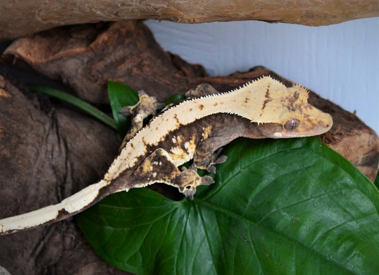 Dark And Cream Harley Crested Gecko by Earthshine Exotics - MorphMarket