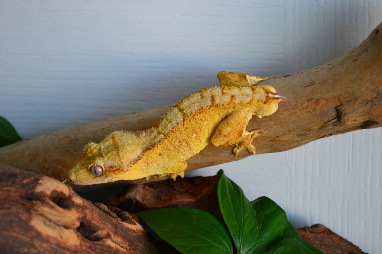 Yellow Phantom Crested Gecko by Earthshine Exotics - MorphMarket