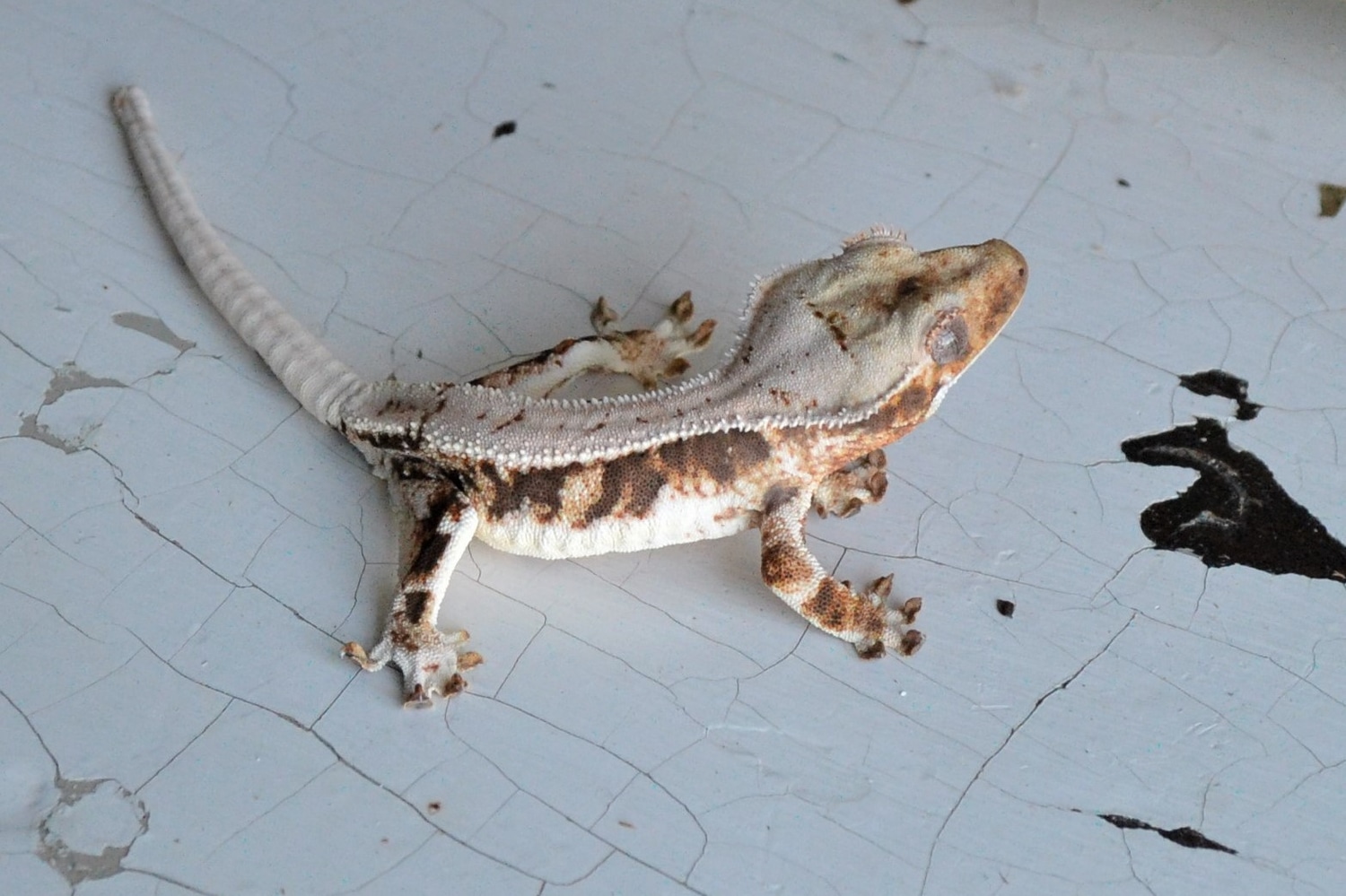 Dark Based Lilly White Crested Gecko by Earthshine Exotics - MorphMarket