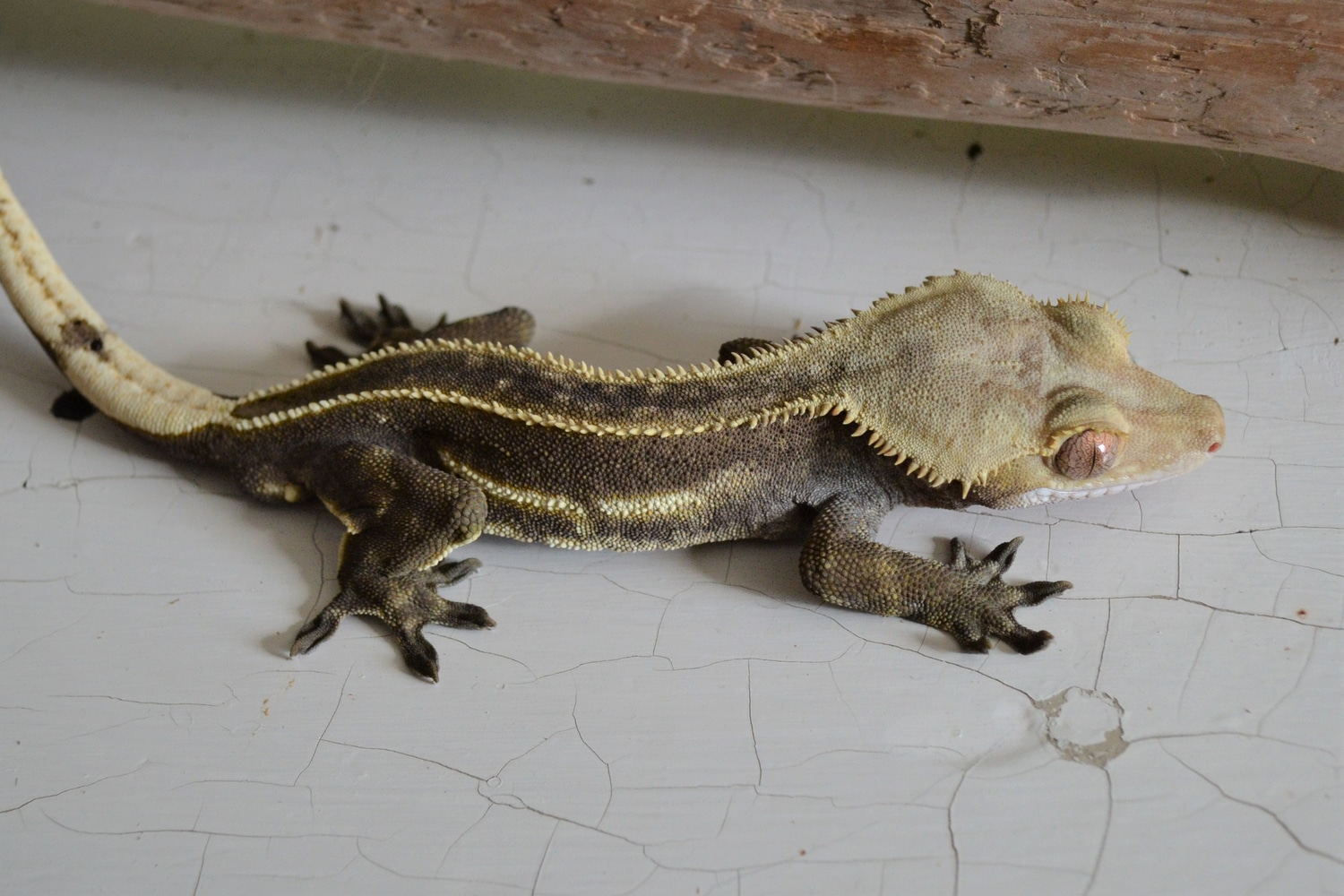 Dark Based Empty Back Pinstripe Crested Gecko by Earthshine Exotics ...