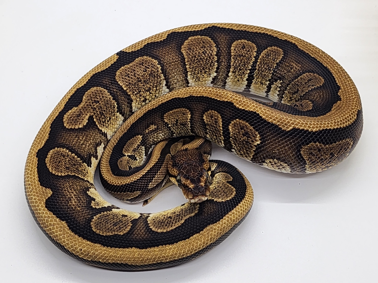 Red Stripe Het G Stripe Ball Python by Rare Spawn Reptiles - MorphMarket