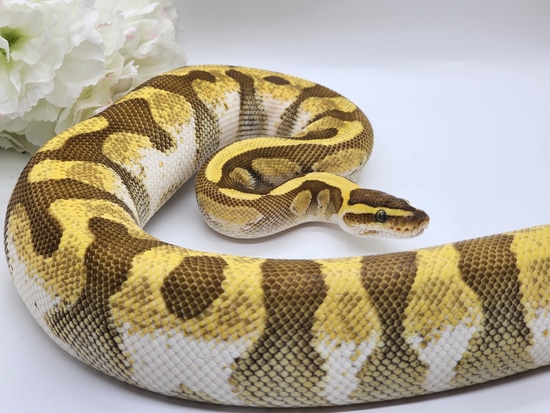 Enchi Lesser Sugar Ball Python by Rare Spawn Reptiles LLC