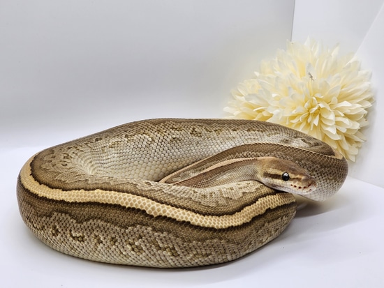 Black Pastel Pinstripe Mojave Het Orange Ghost Ball Python by Rare ...